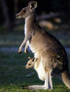 Kăng-gu-ru cổ đại không biết nhảy