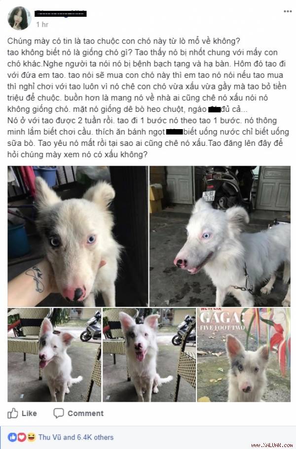 Cô gái tốt bụng bỏ tiền triệu chuộc chó ‘xấu đến phát hờn’ từ lò mổ