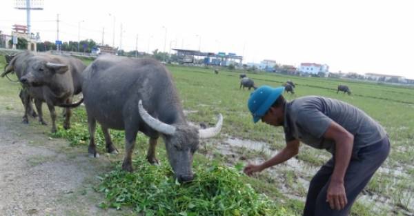 Bắt giữ một vụ trộm cắp trâu tại xã Liên Minh, Võ Nhai