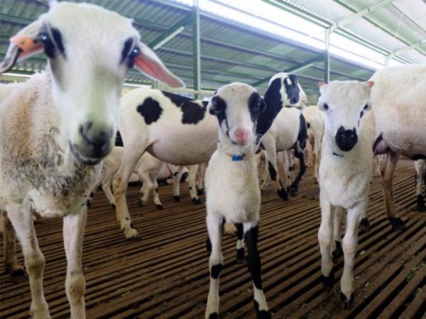 Nhu cầu tăng mạnh, Indonesia mở rộng đàn cừu và dê