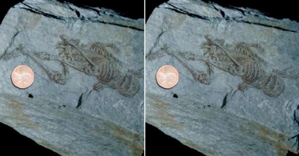 Mystery: 600-million-year-old tiny human fossils found in Antarctica